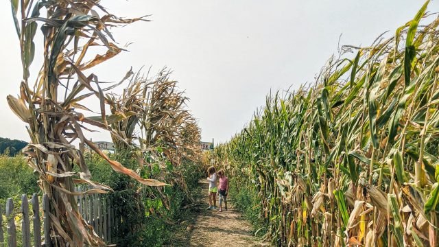 20 Corn Mazes in South East Wisconsin • Lake Country Family Fun