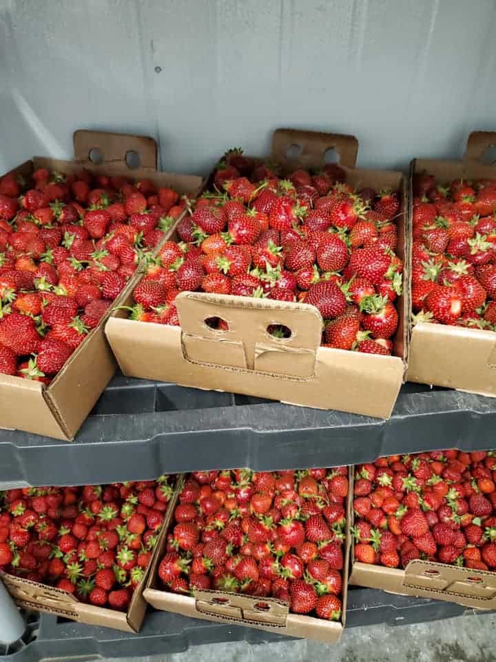 Go Pick Some Strawberries! Farms in Southeast Wisconsin
